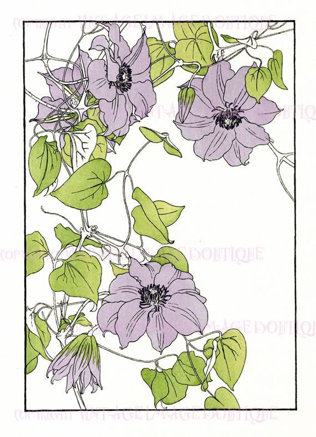 Antique Edwardian Arts & Crafts Botanical Illustration of Clematis Vine ...