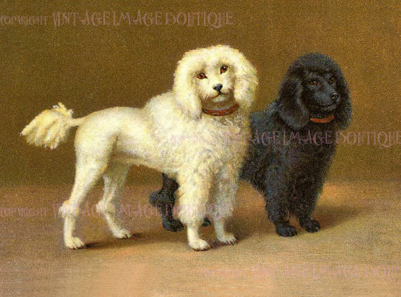 Antique Victorian Dog Portrait of A Pair of Black & White Poodles 5x7 ...