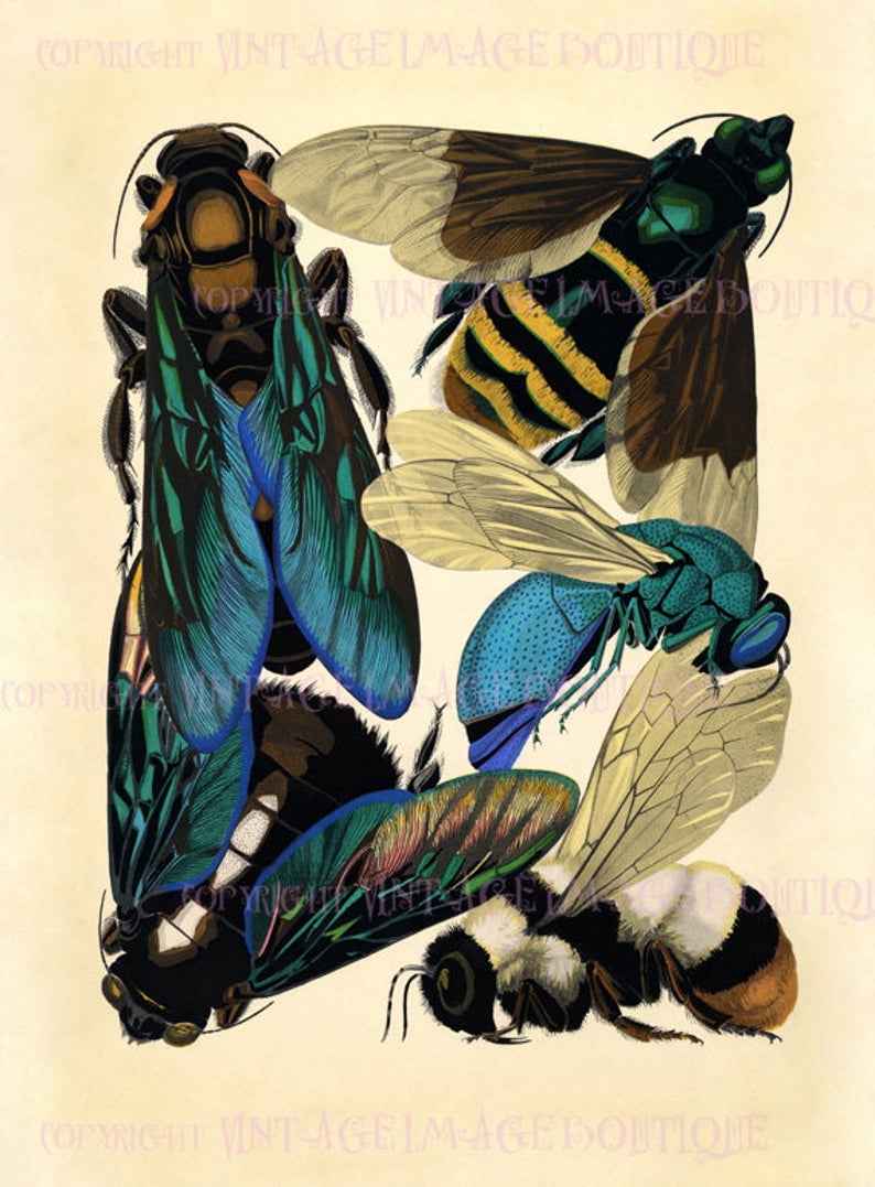 Antique Victorian Insectiana Entomological Illustration of - Etsy