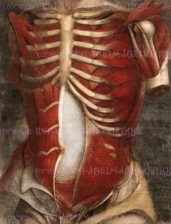Antique Georgian Medical Illustration of the Thorax & Abdomen - Etsy