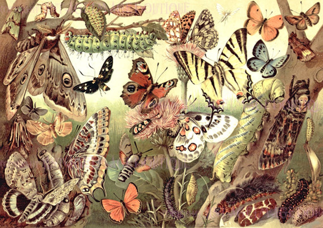 Antique Victorian Insectiana Entomological Illustration of Various ...