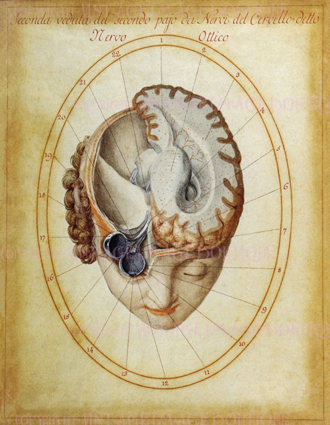 Antique 18th C. Italian Surgical Bookplate Illustration of the Anatomy ...