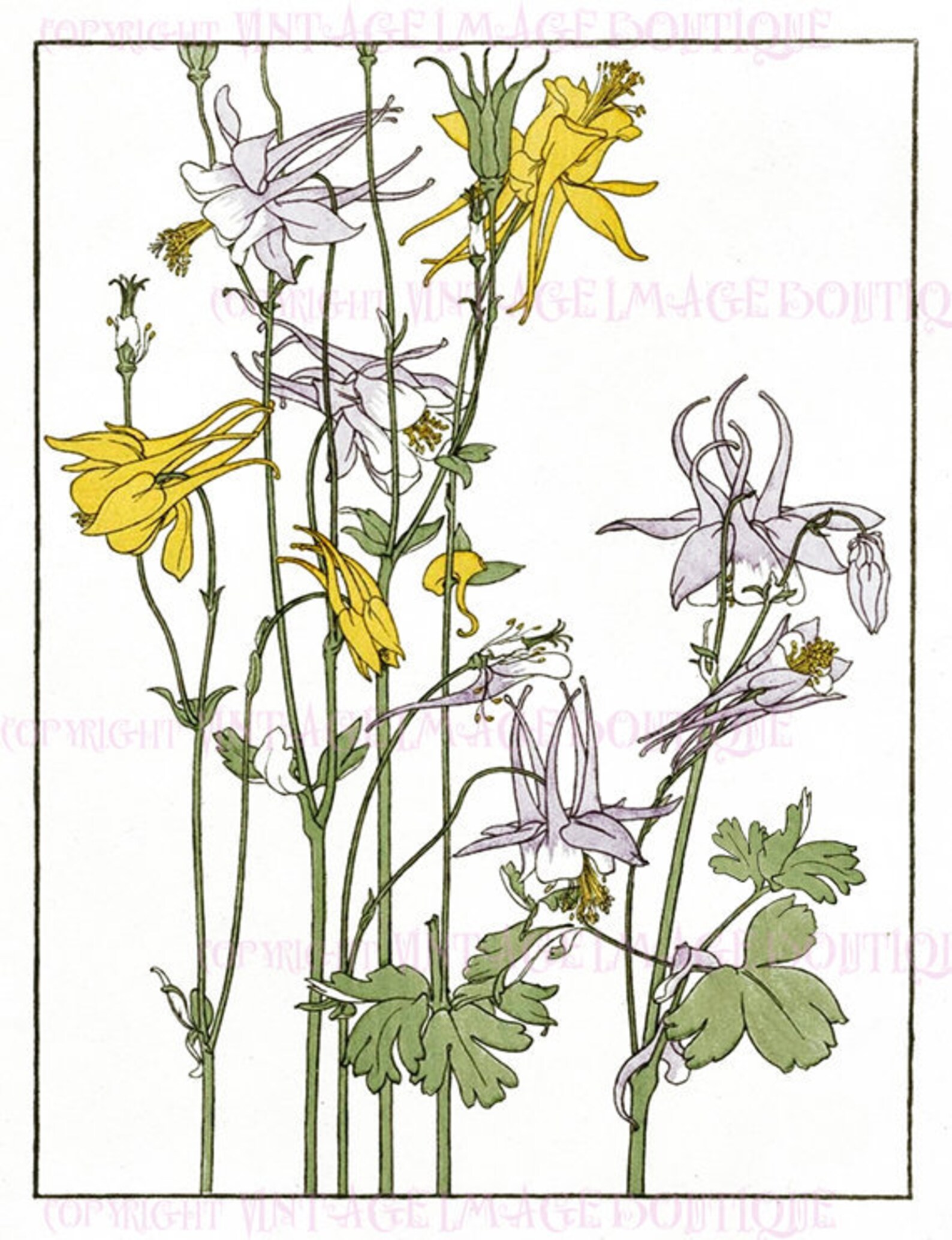 Antique Edwardian Arts & Crafts Botanical Illustration of Columbine ...