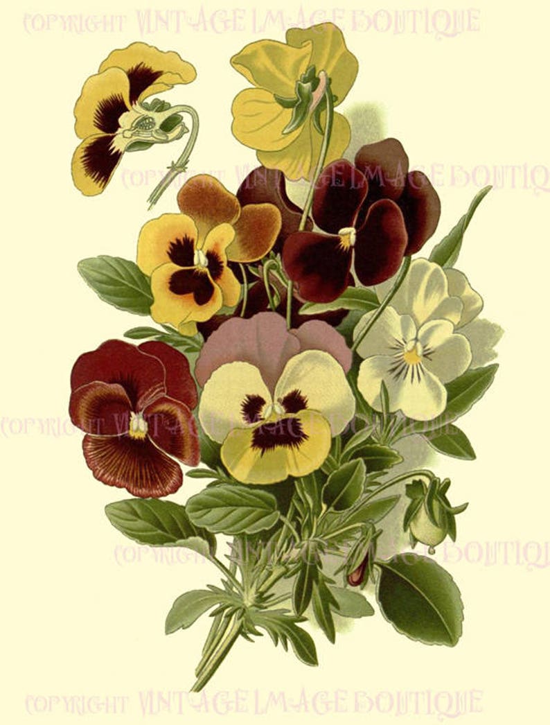 Antique Victorian 19th Century Botanical Illustration of Pansy Flowers ...