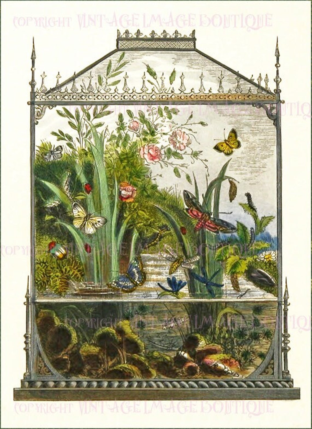 Antique Victorian Insectiana Entomological Illustration of A Butterfly ...
