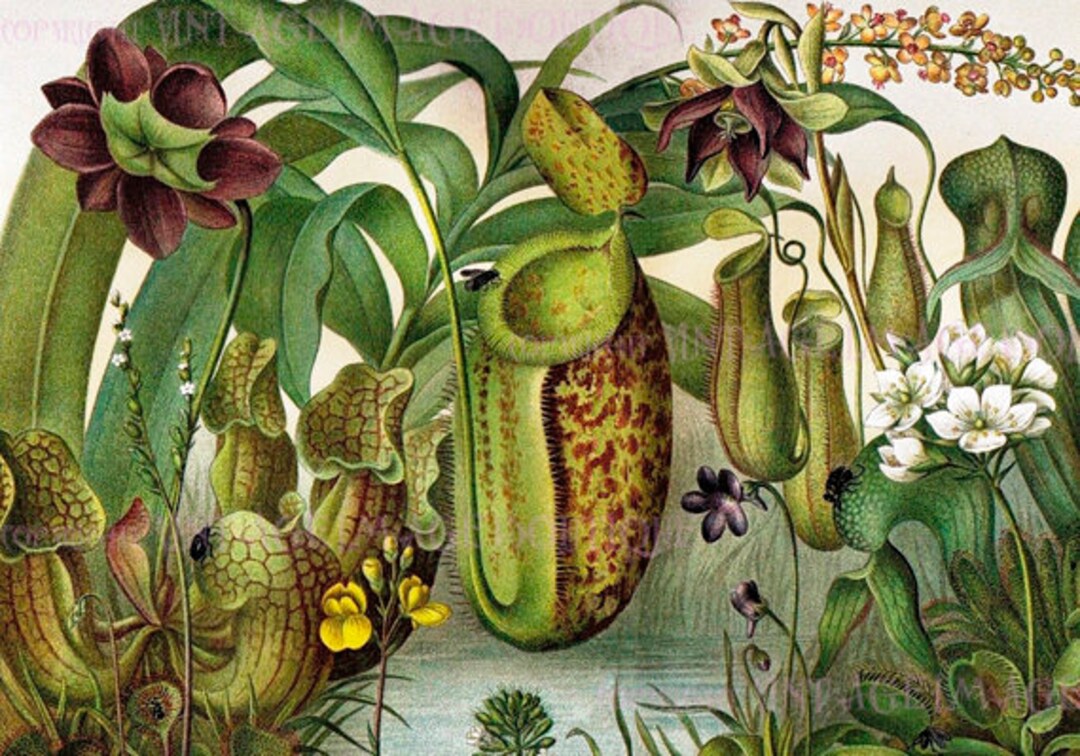 Antique 18th Century Botanical Illustration of Carniverous Plants 5x7 ...