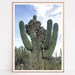 Saguaro Art, Southwest Decor, Cactus Print, Desert Photography, Tucson ...