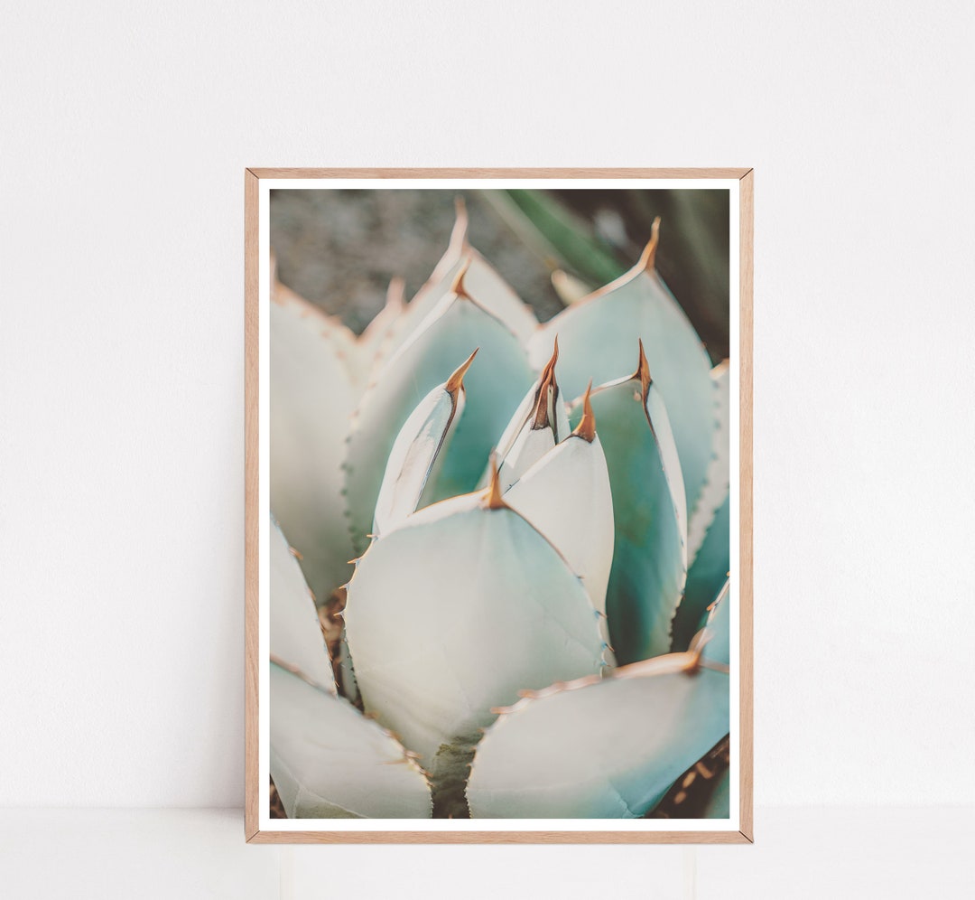 Aloe Vera Print: Minimalist Succulent Poster (digital Download) - Etsy