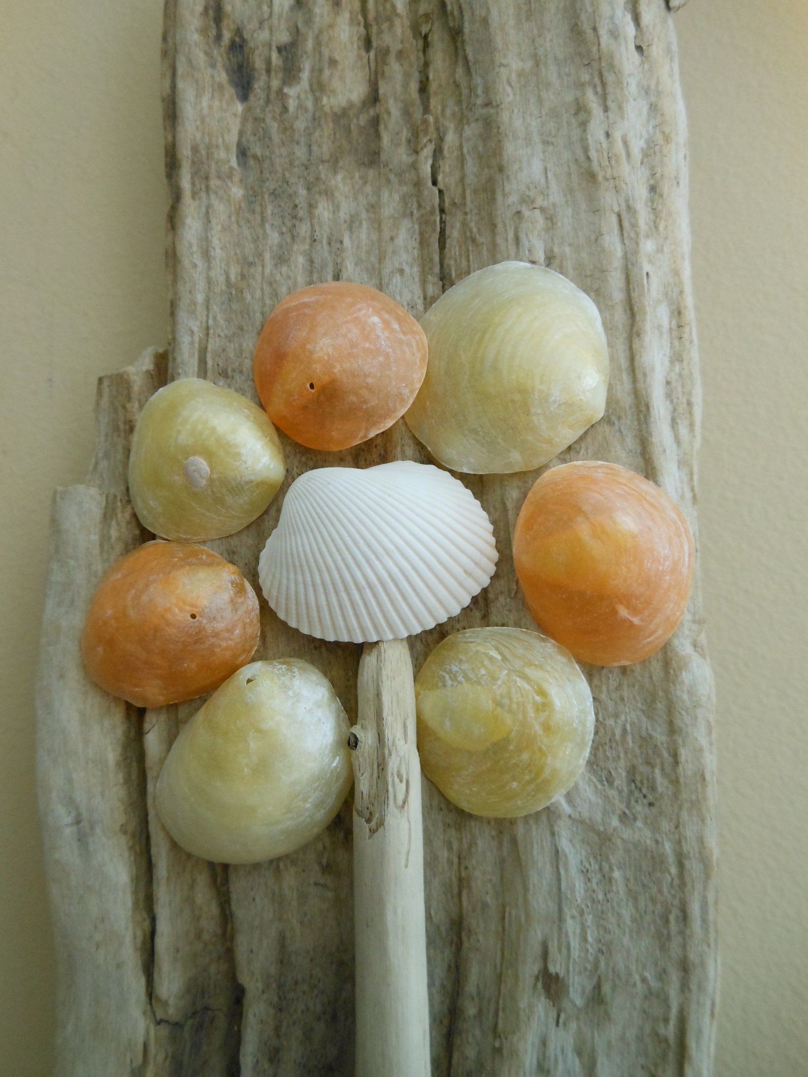 Driftwood and Shell Wall Art Jingle Shell Flower on - Etsy