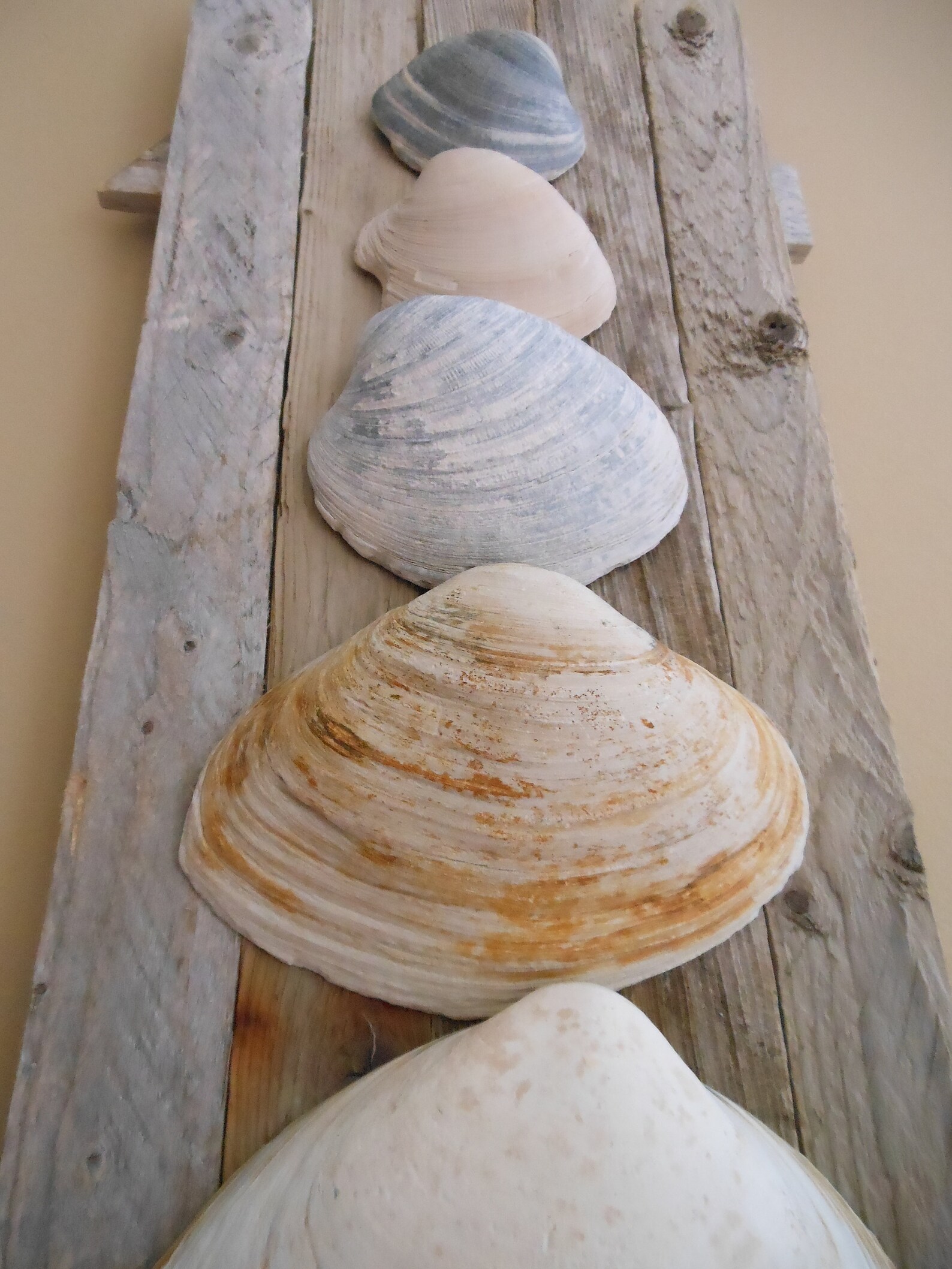 Quahog Clam Shells and Driftwood Wall Art Beach Decor | Etsy