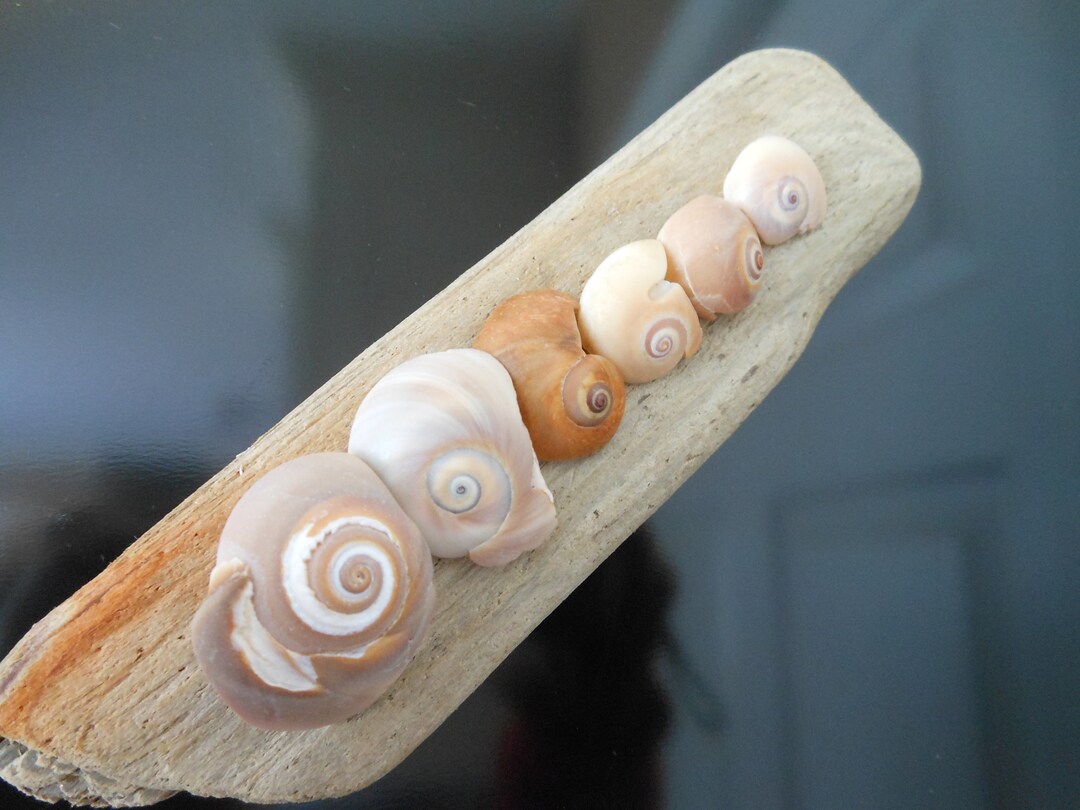 Driftwood and Seashell Fridge Magnet With Hamptons NY Tiger Eye Shells ...