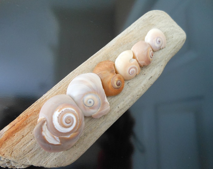 Driftwood and Seashell Fridge Magnet With Hamptons NY Tiger Eye Shells ...