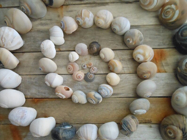 Driftwood Wall Art Shark's Eye Seashell Meditation - Etsy