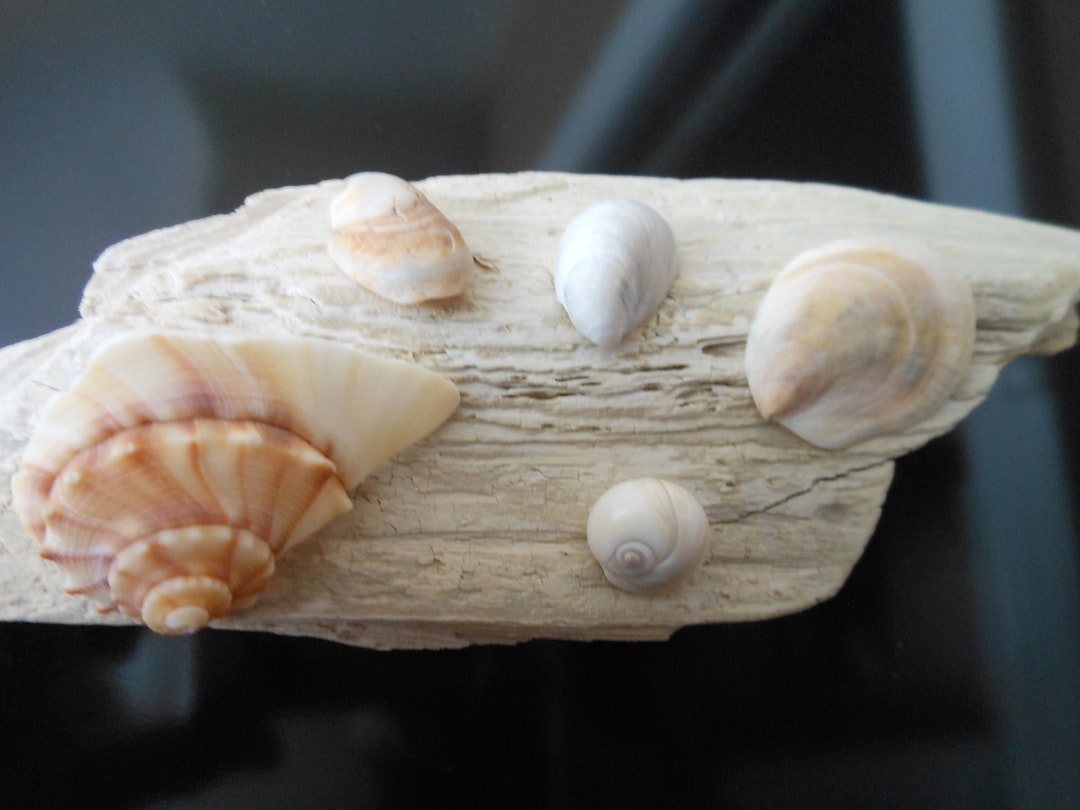 Driftwood and Seashell Magnet Shells & Driftwood From Hamptons Long ...