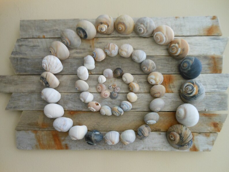 Driftwood Wall Art Shark's Eye Seashell Meditation - Etsy