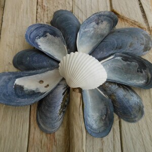 Driftwood Wall Art Blue Mussel Shell Flowers on Driftwood Shells ...