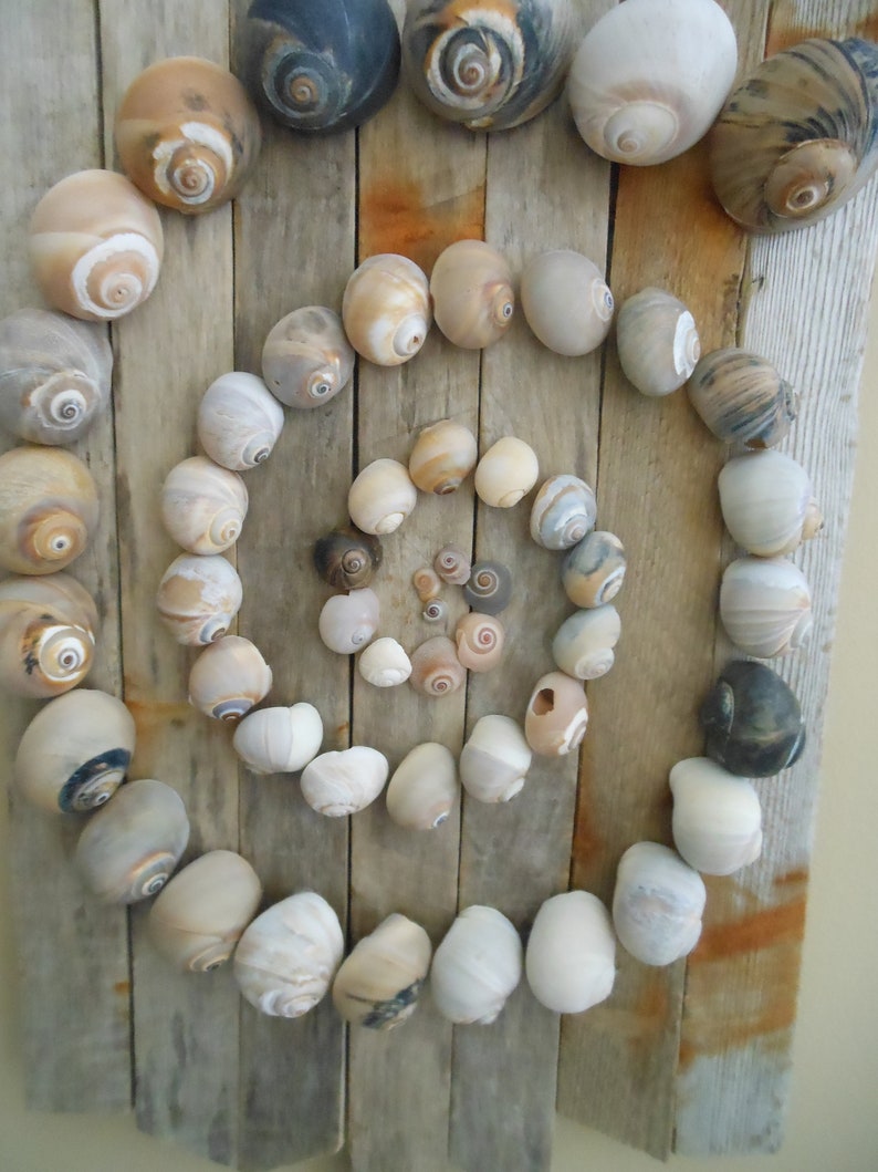 Driftwood Wall Art Shark's Eye Seashell Meditation - Etsy