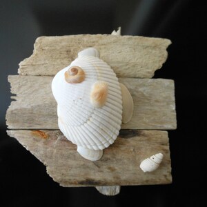 Shell & Driftwood Refrigerator Magnet little Fishy Beach Creation ...