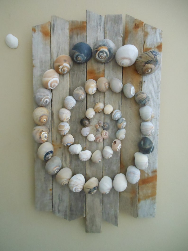 Driftwood Wall Art Shark's Eye Seashell Meditation - Etsy