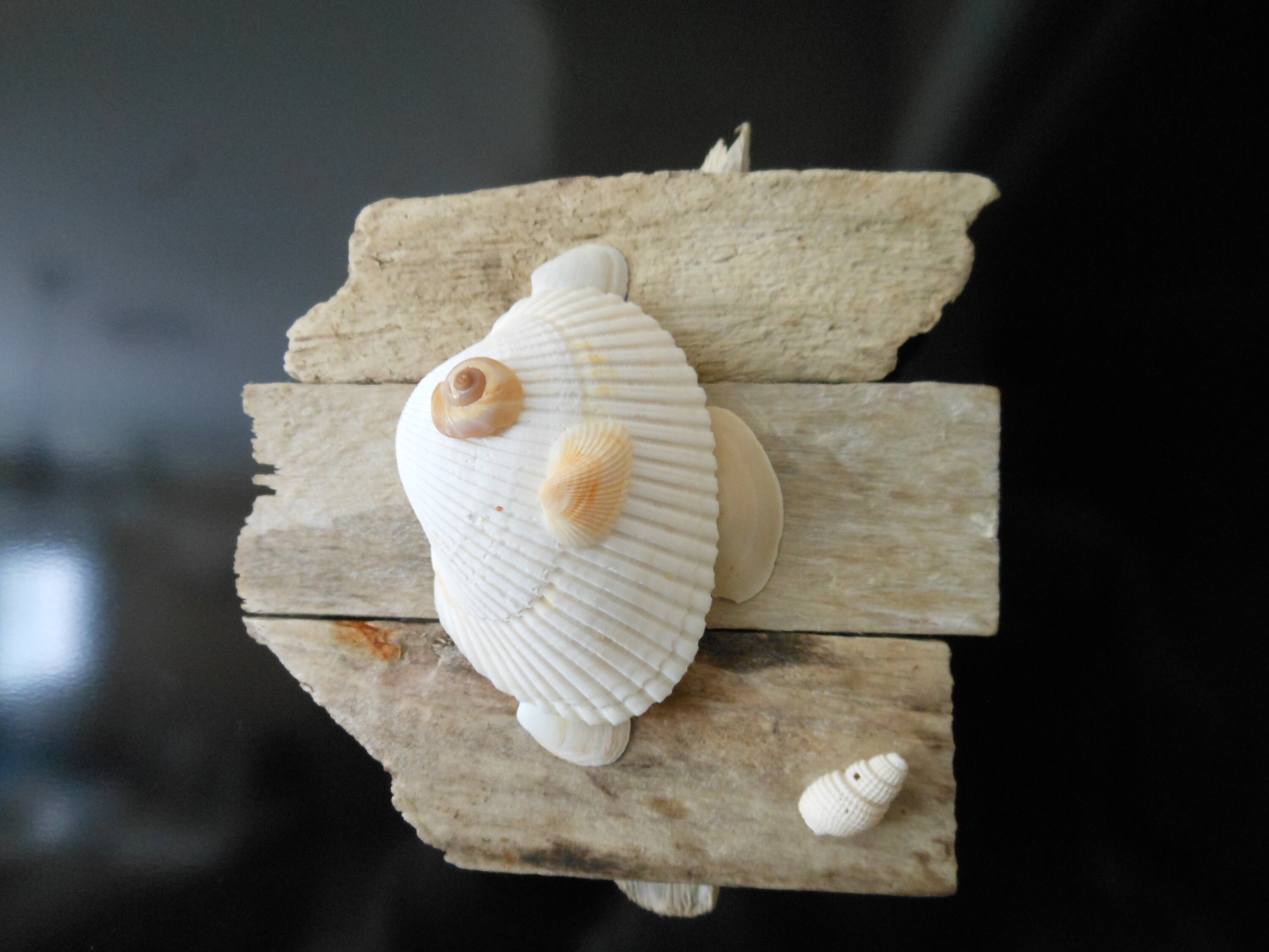 Shell & Driftwood Refrigerator Magnet little | Etsy