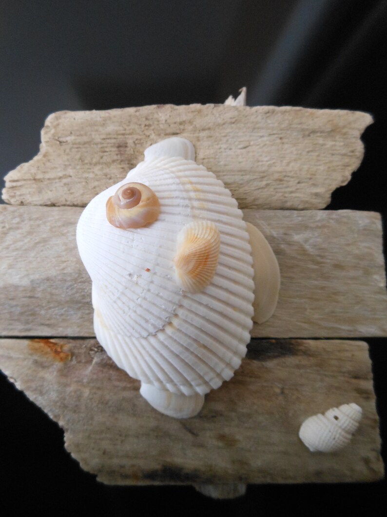 Shell & Driftwood Refrigerator Magnet little | Etsy
