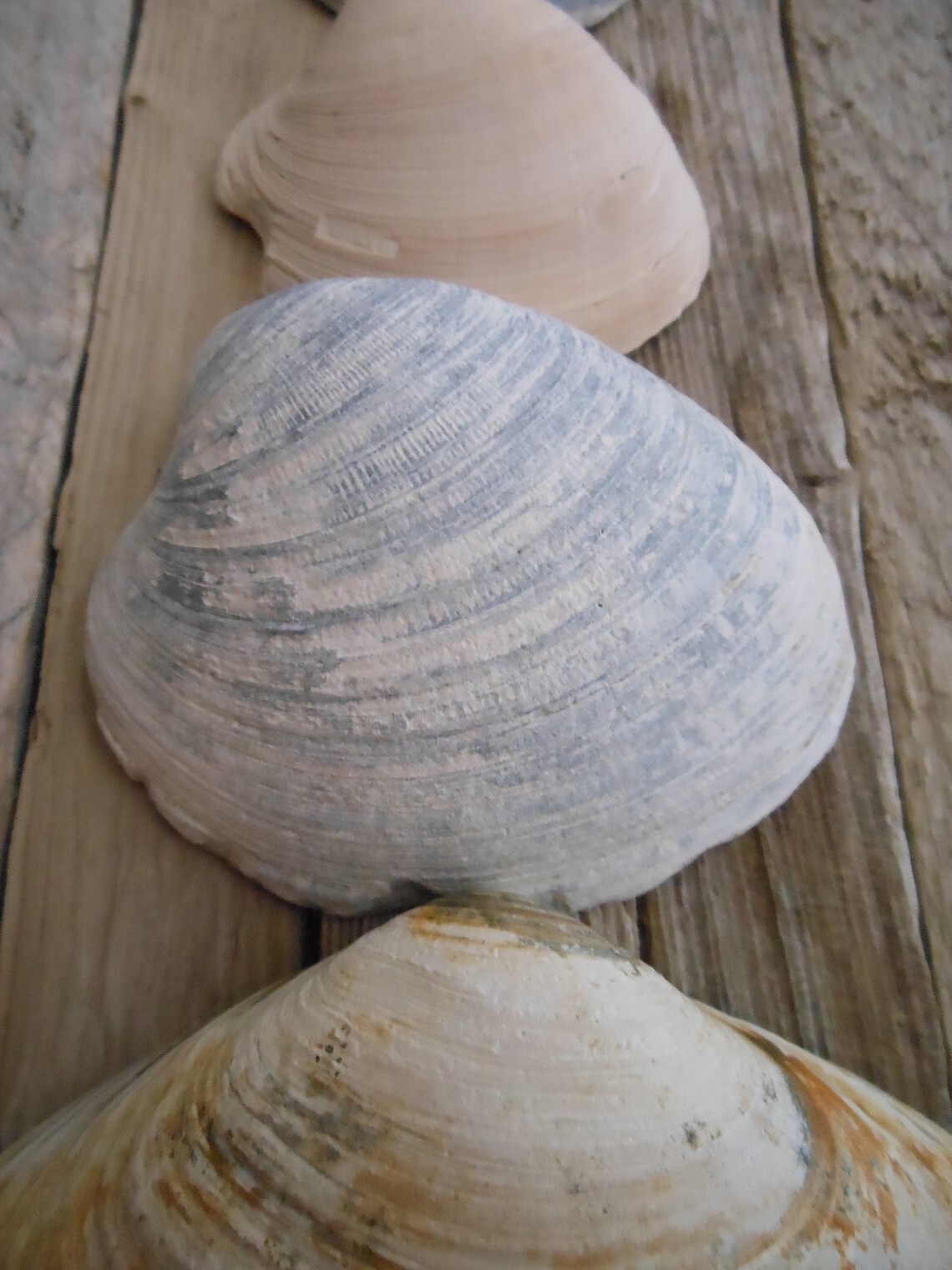 Quahog Clam Shells and Driftwood Wall Art Beach Decor | Etsy