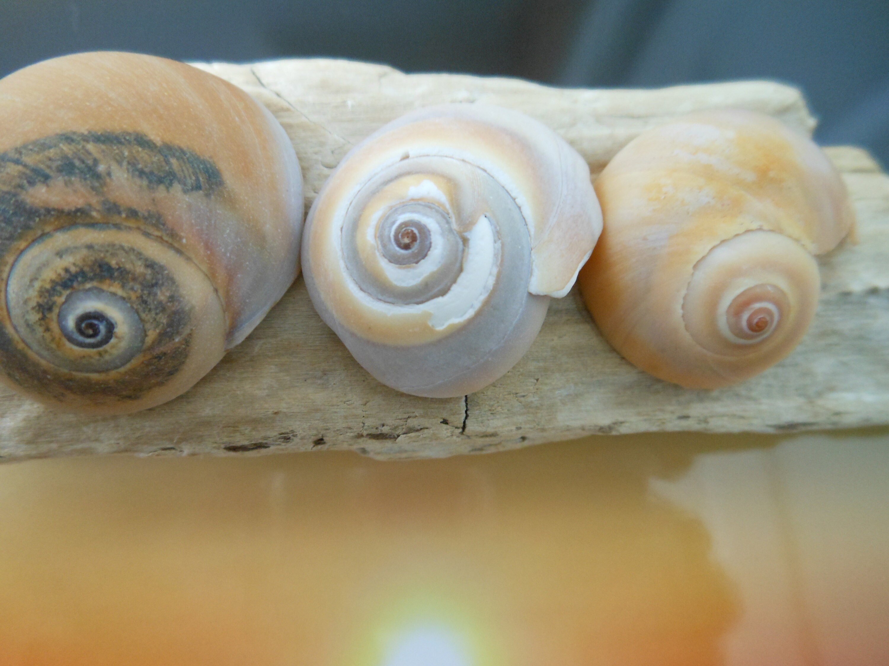 Driftwood and Seashell Refrigerator Magnet-hamptons NY Shells | Etsy