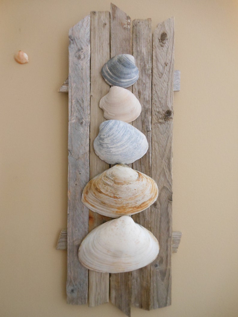 Quahog Clam Shells and Driftwood Wall Art Beach Decor | Etsy