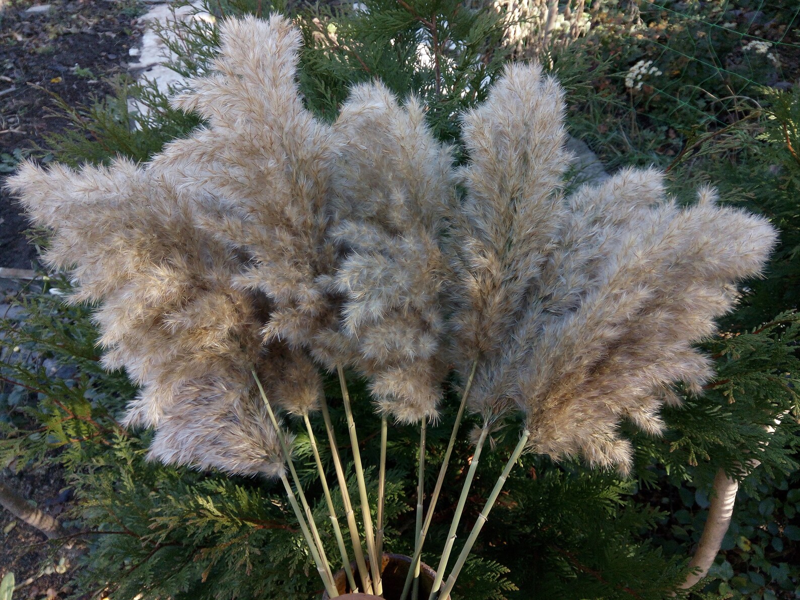 Dried Pampas Grass Fluffy Reed Plume Grass Etsy