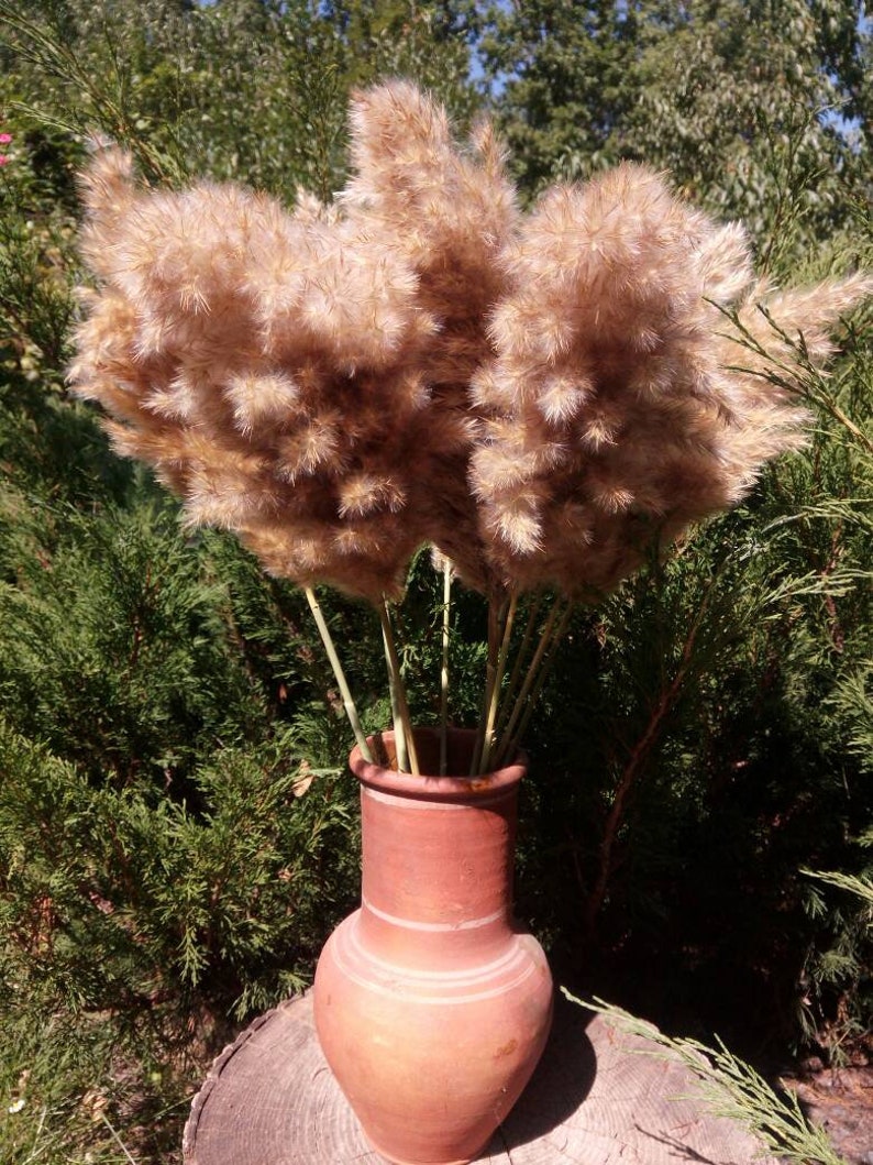 Dried Pampas Grass Fluffy Reed Plume Grass Etsy