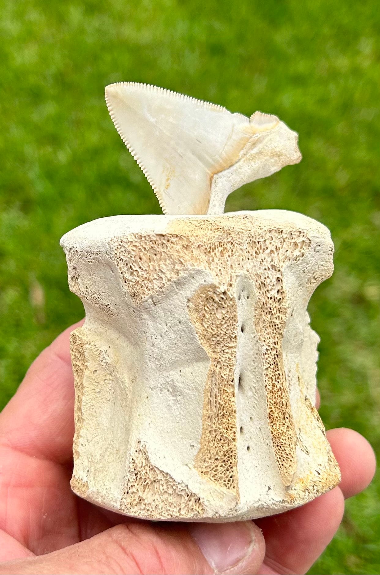 Fantasy Fossil Art - Etsy