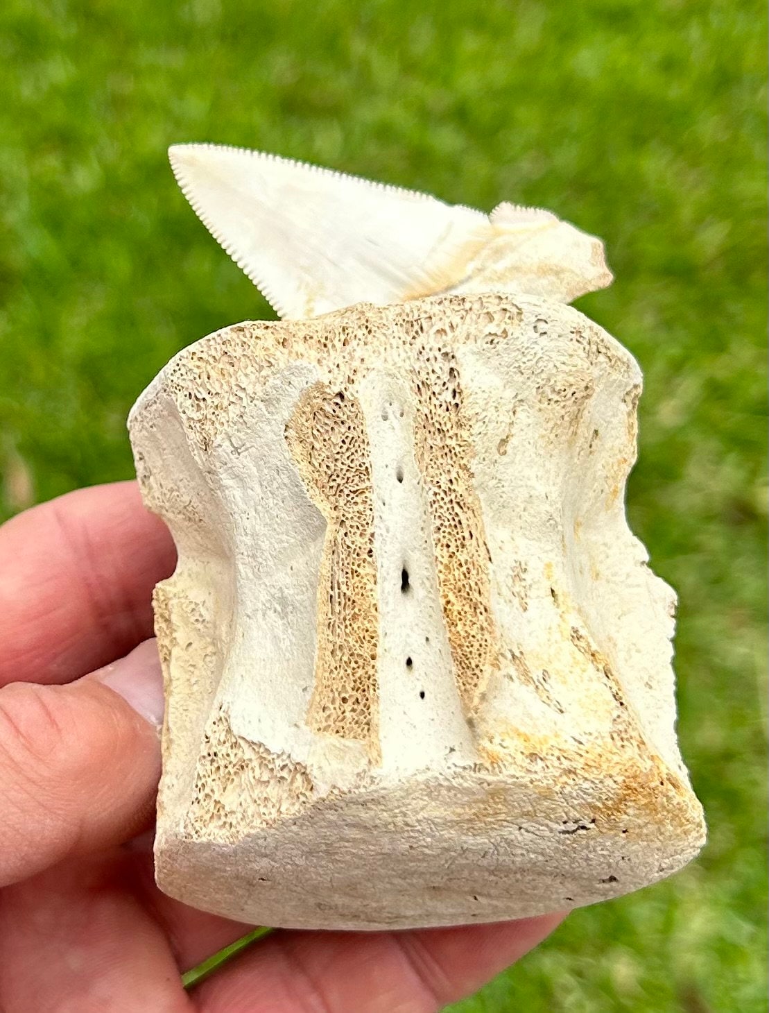 Fantasy Fossil Art - Etsy