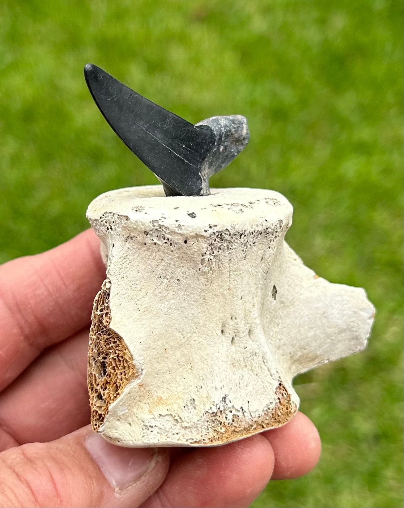 Fantasy Fossil Art - Etsy