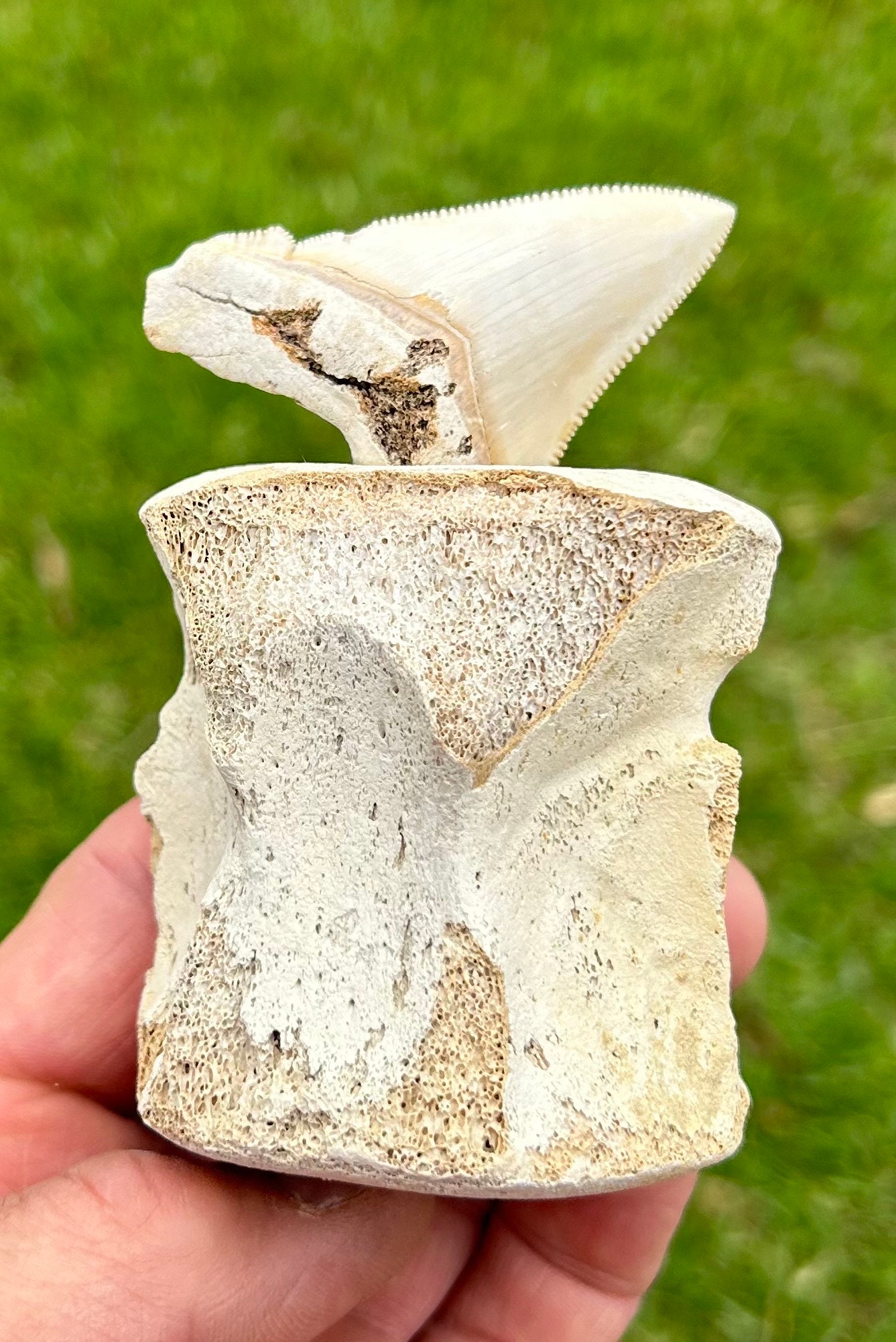 Fantasy Fossil Art - Etsy