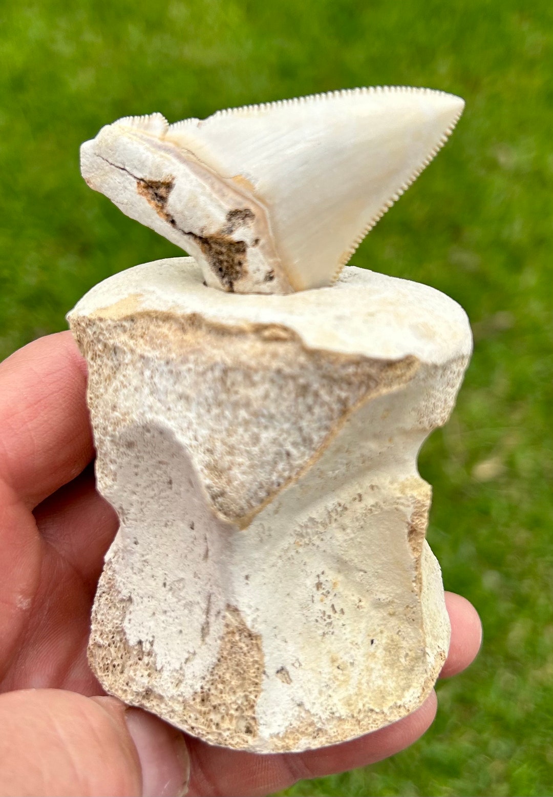 Fantasy Fossil Art - Etsy