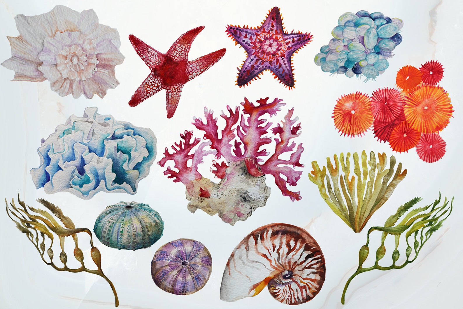 Tropical Fish and Sea Life Clip Art Set Watercolor Coral - Etsy