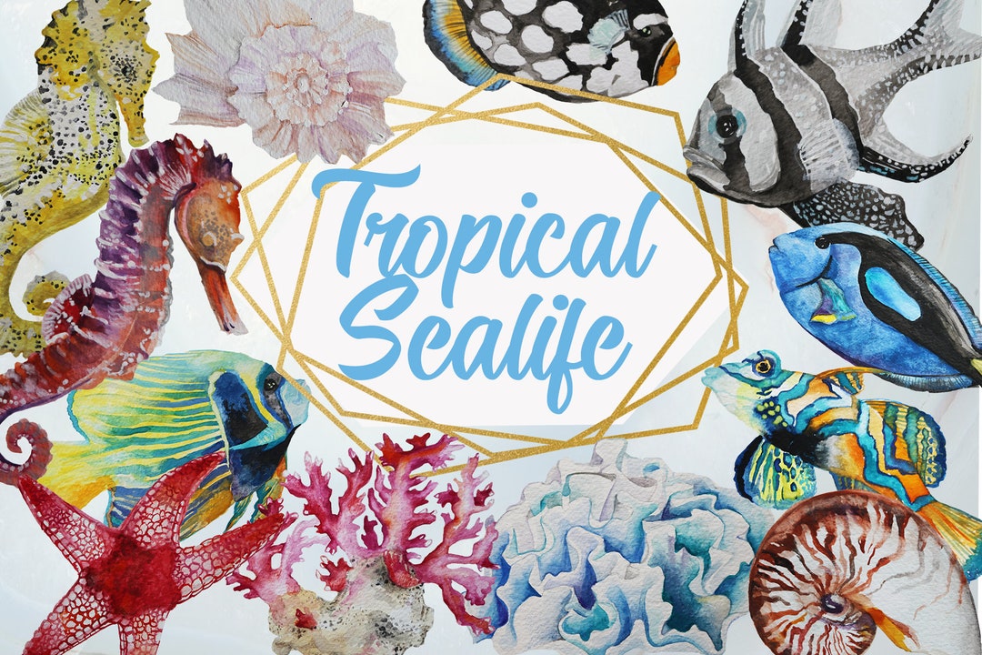 Tropical Fish and Sea Life Clip Art Set Watercolor Coral - Etsy