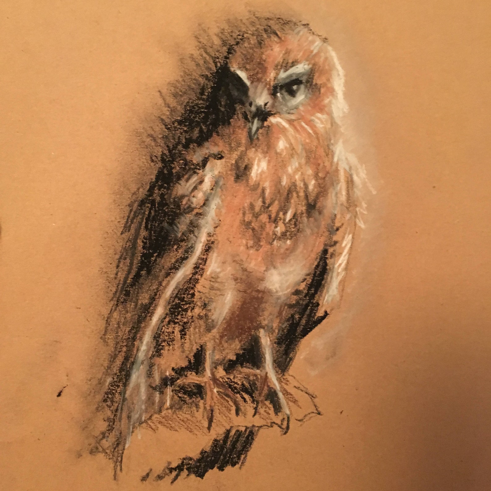 Hawk Picture Original Hawk Print Art Bird of Prey Gift - Etsy