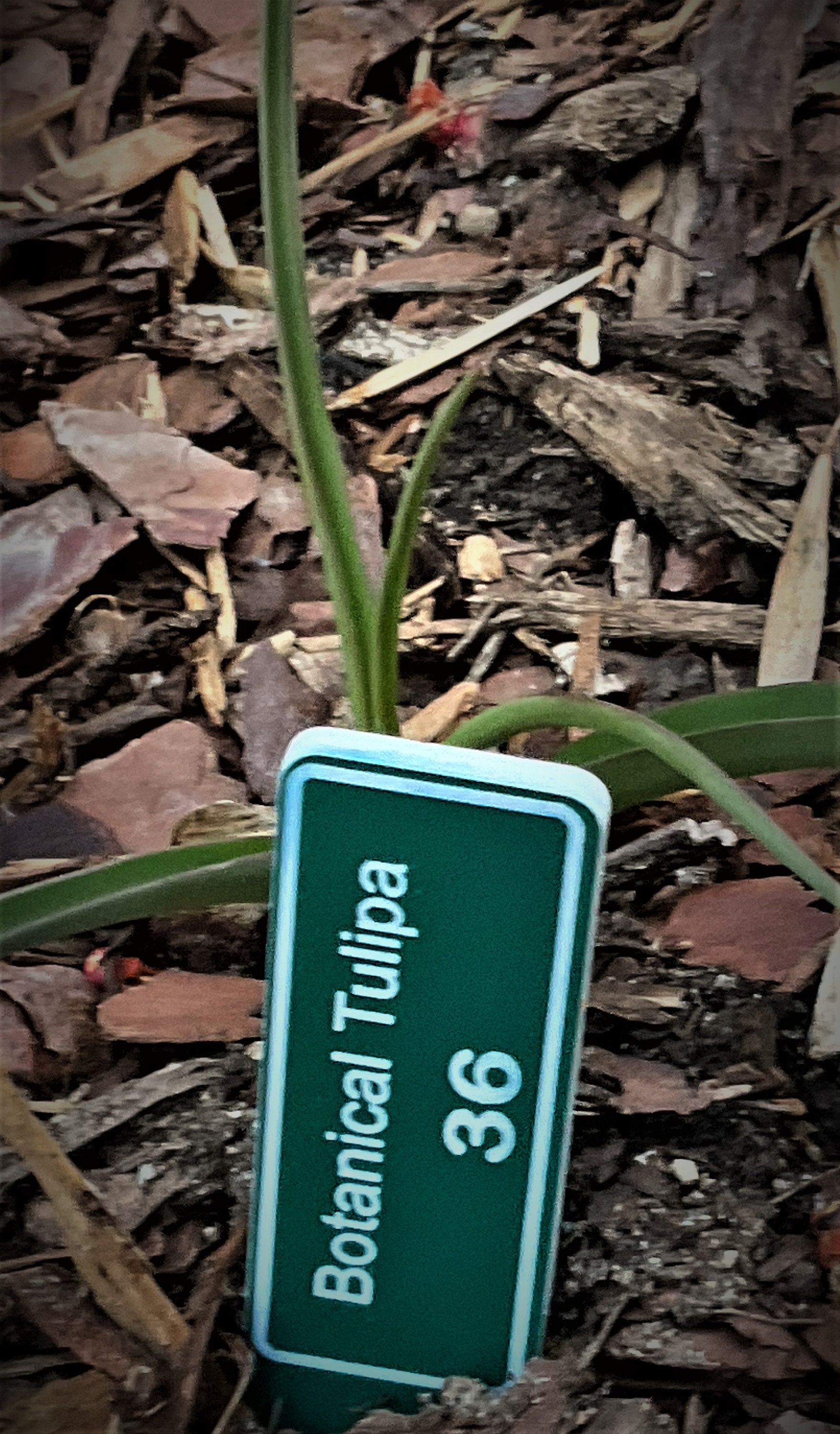 Plant Stake and Tags, Serialized, Barcodes or Just the Name. Comes ...