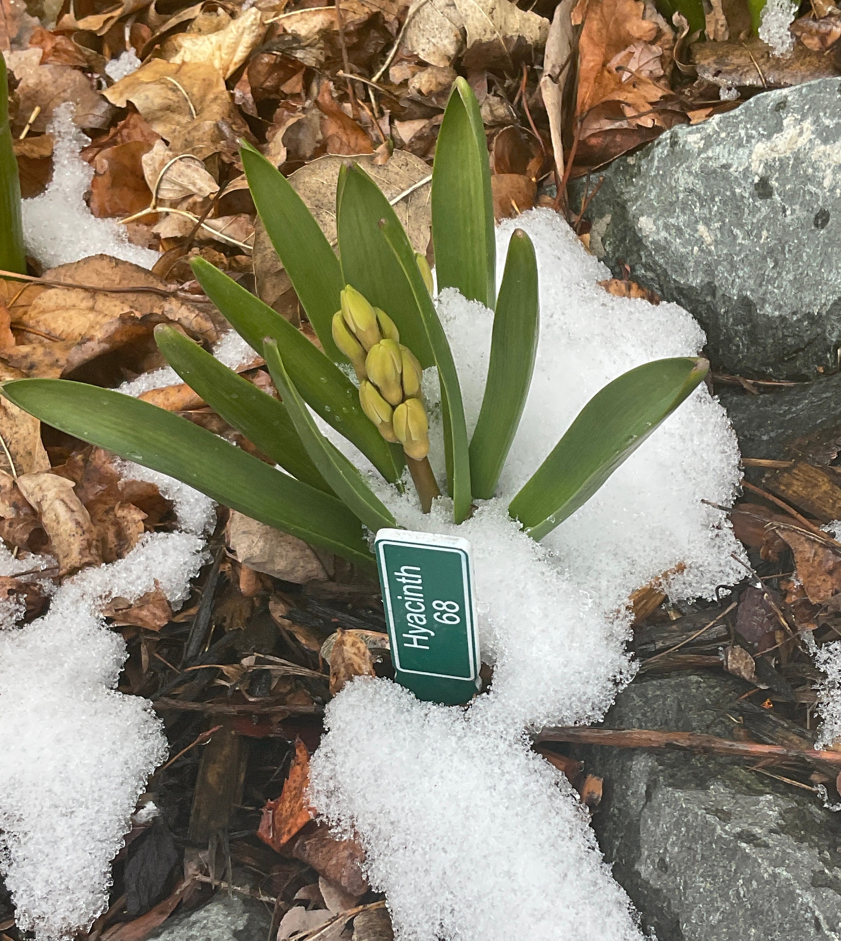 Plant Stake and Tags, Serialized, Barcodes or Just the Name. Comes ...