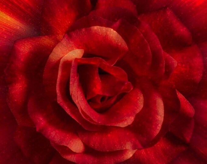 Hoffman Dream Big Rose Deep Red Flower Fabric Panel 43 X 44 - Etsy