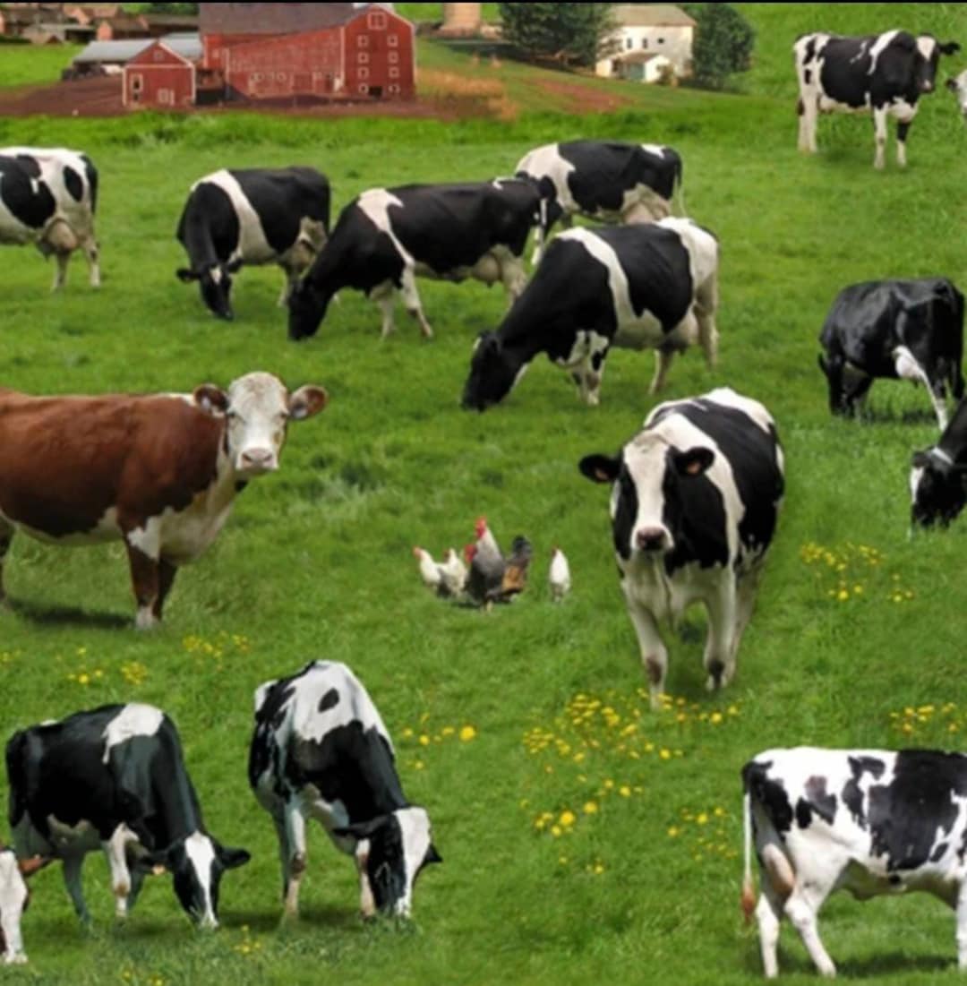 Elizabeth Studio Black, White, and Brown Holstein Barnyard Farm Life ...