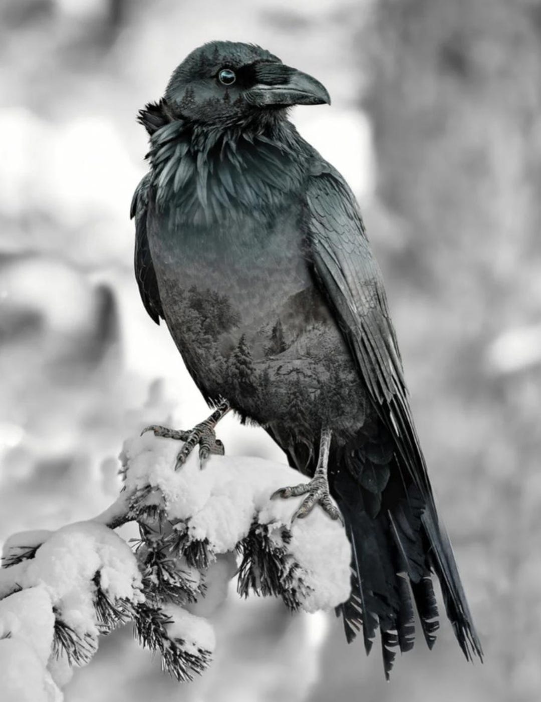 Hoffman Call of the Wild Black Raven Cotton Fabric Quilt Panel 33" X 42 ...