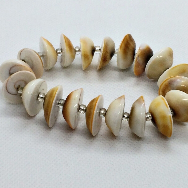 Operculum Shell - Etsy