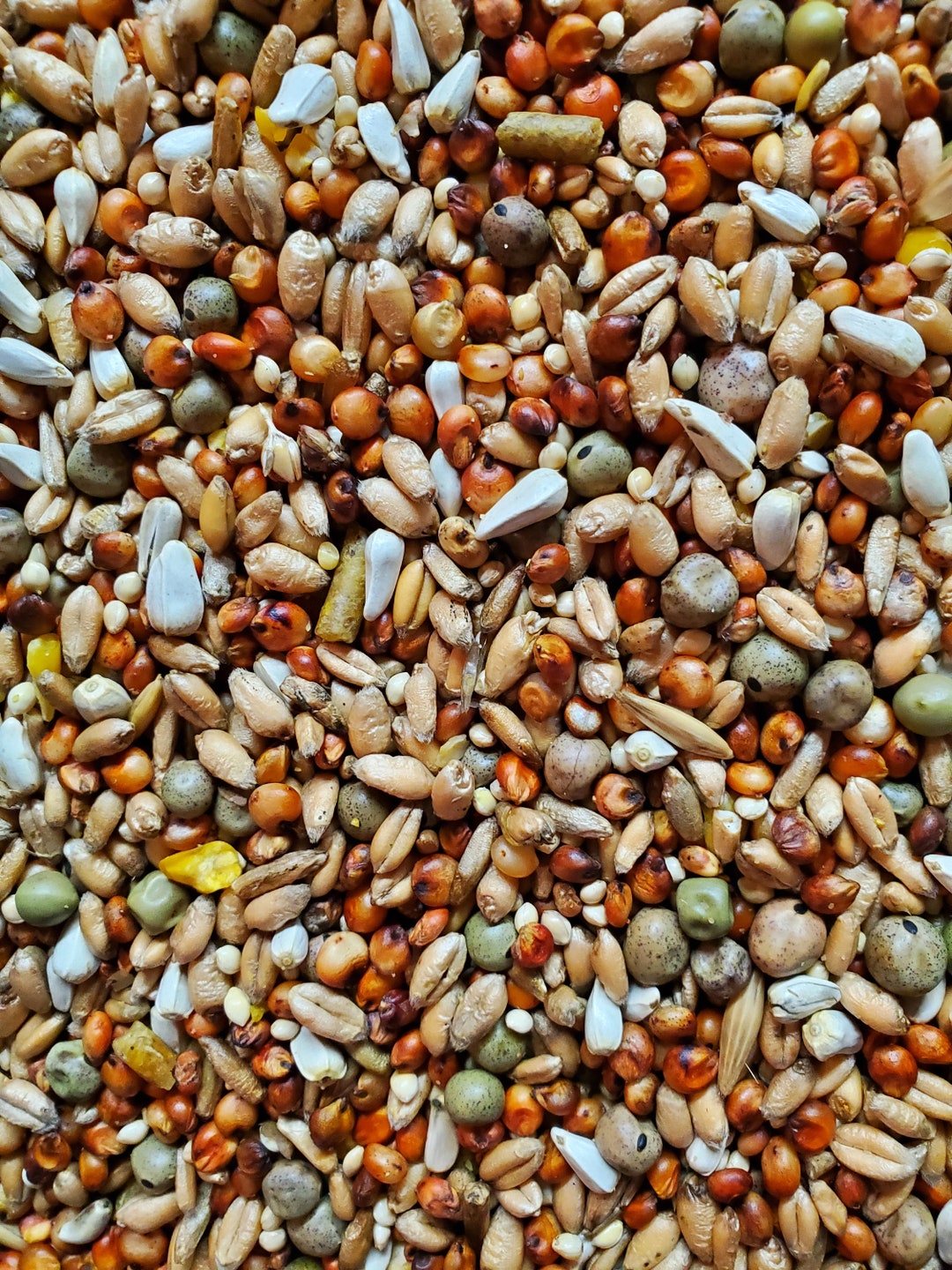 The Bestest Pigeon Feed- 5 Pound Bag - Etsy