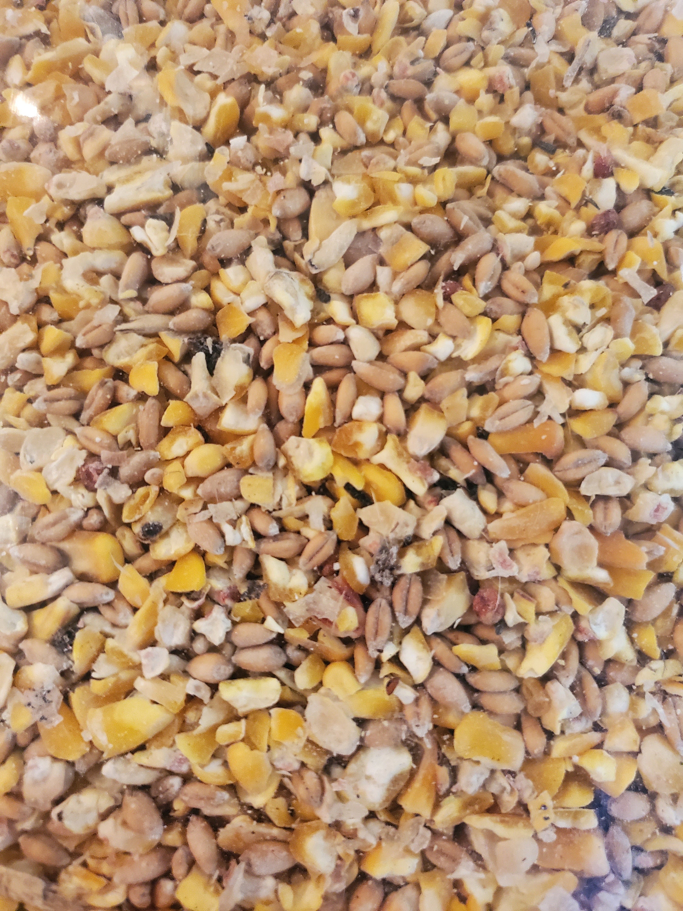 Scratch Grain-5 Pound Bag - Etsy