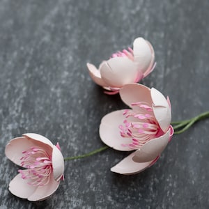 Cherry Blossom Paper Flower SVG | Digital File for Cricut & Silhouette ...