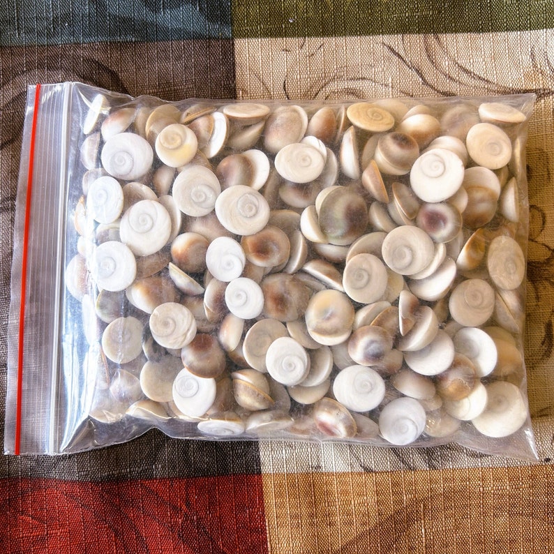 Gomati Chakra Shells Lot, 500 G. (APPX. 250 Pcs) Natural Top Quality ...