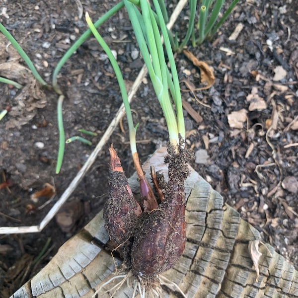 I’itoi Onion Sets - Etsy