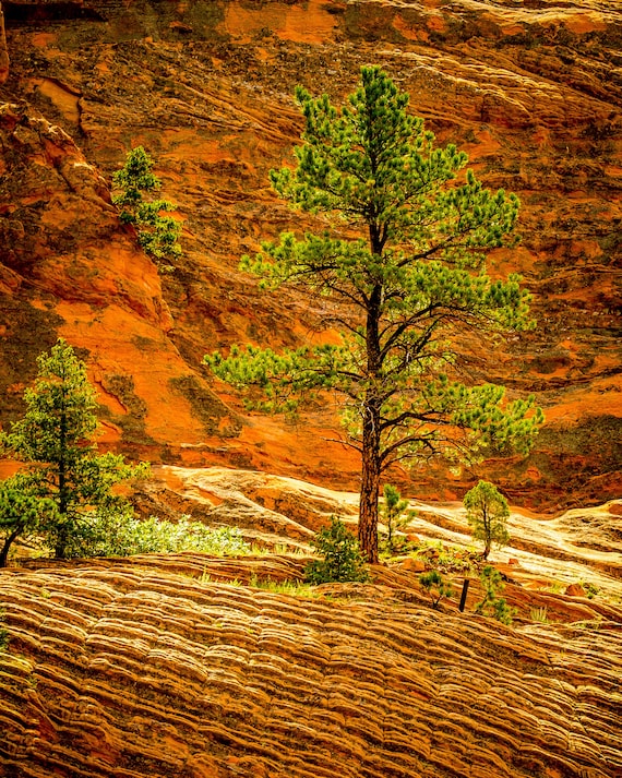 Red Rock Tree Arizona Colorado Utah Canyon Ponderosa Pine | Etsy